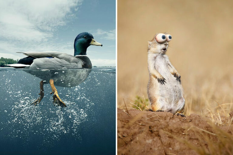 These 75 Creative Photo Manipulation Art Works will make you Look Twice