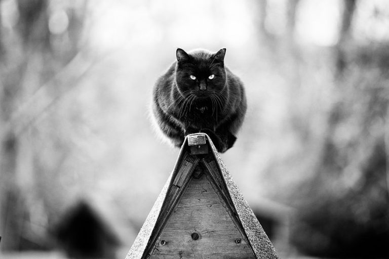 Photographer Sabrina Boem Beautifully Captured The Monorail Cats ...