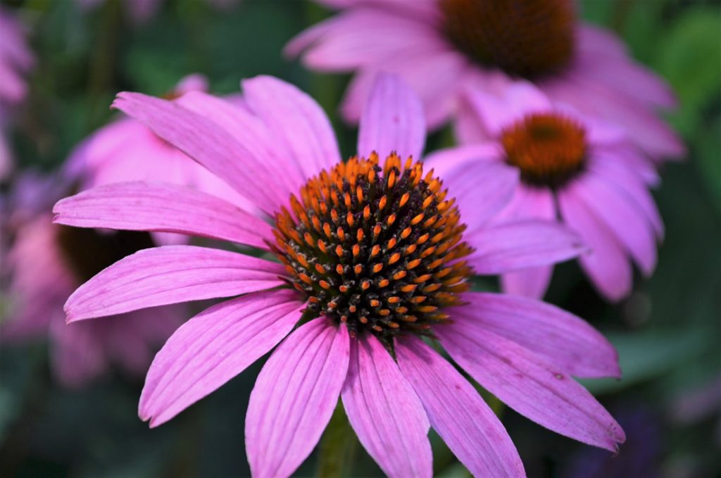 GuruShots Winning Images From The Gorgeous Flowers Challenge