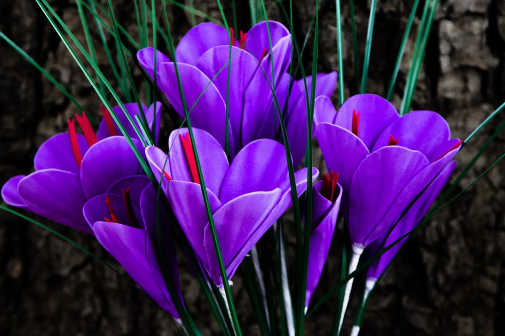 GuruShots Winning Images From The Gorgeous Flowers Challenge