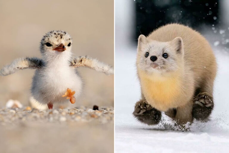 50 Cutest Animals People Spotted And Just Had To Take A Pic Of Them