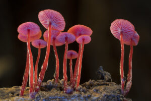 Photographer Steve Axford Beautifully Captured The Macro Photos Of ...