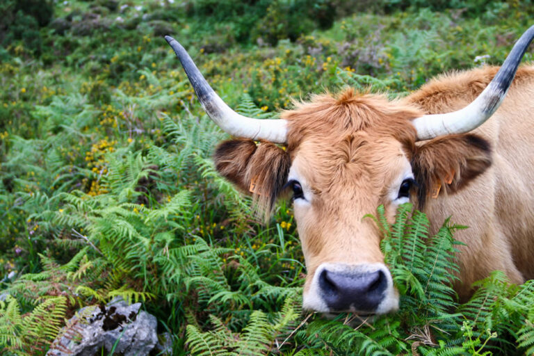 GuruShots Winning Images From The 'Animal Kingdom' Challenge