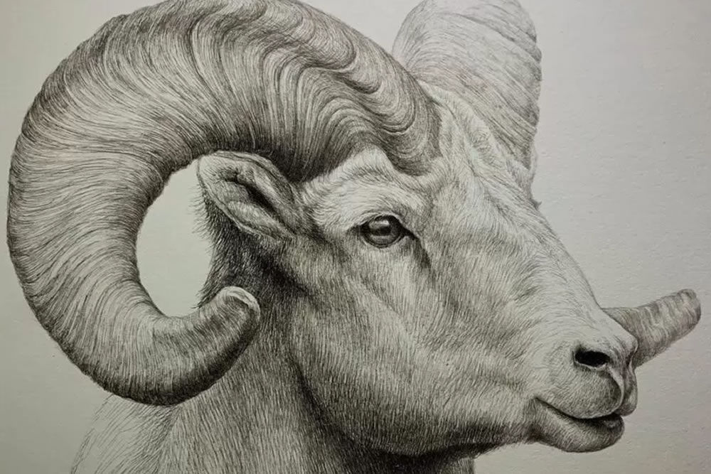 Top 150 Easy Animals Pencil Drawing Super Hot Seven edu vn Top 150 Easy Animals Pencil Drawing Super Hot Seven edu vn