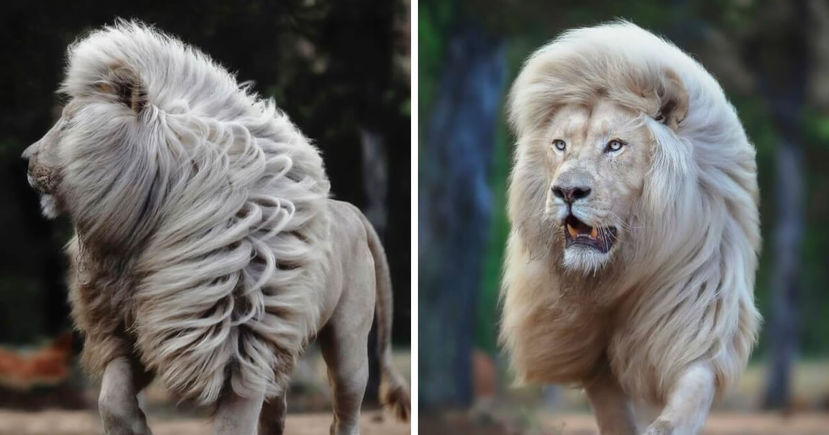 Photographer Simon Needham Immortalizes A White Lion In His Incredible ...