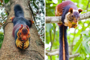 The Indian Giant Multicolored Squirrels Are Almost Too Beautiful To Be Real
