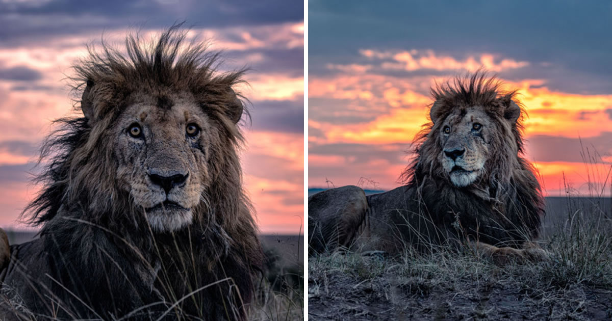 Photographer Captured Gorgeous Photos Show Maasai Mara’s Oldest Lion
