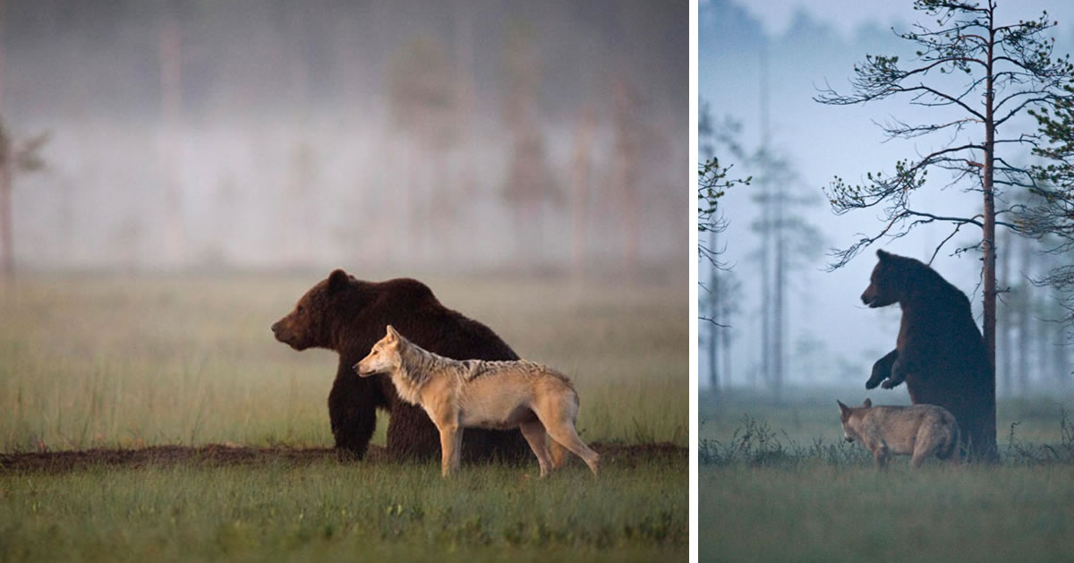 Photographer Lassi Rautiainen Captured Friendship Between Wolf And Bear