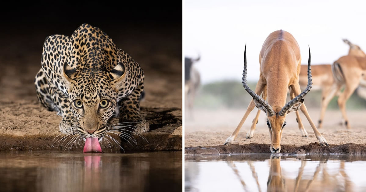 Photographer Will Burrard-Lucas Builds A Waterhole And Sets A Camera ...