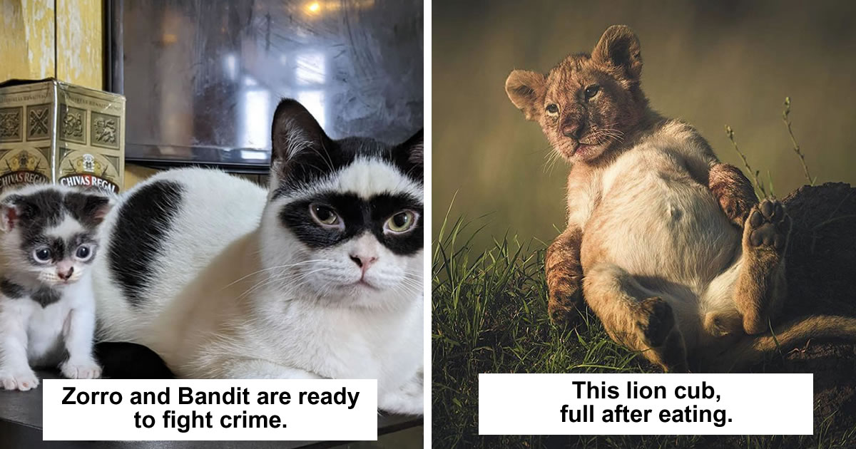 30 Cute Photos Of Animals That Make You Go AWW!