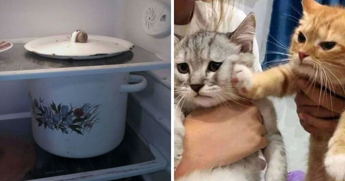 30 Funny "No Context" Images That Get Weirder The Longer You Look At Them