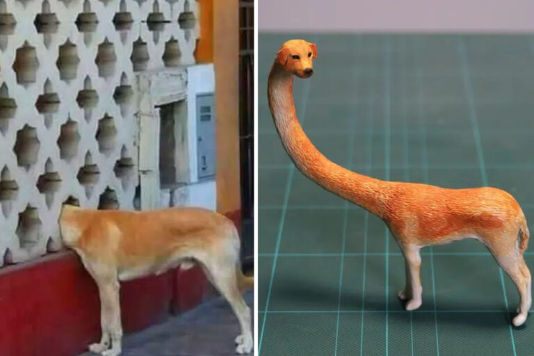 Japanese Artist Meetissai Turns Awkward Animal Photos Turned Into Funny ...