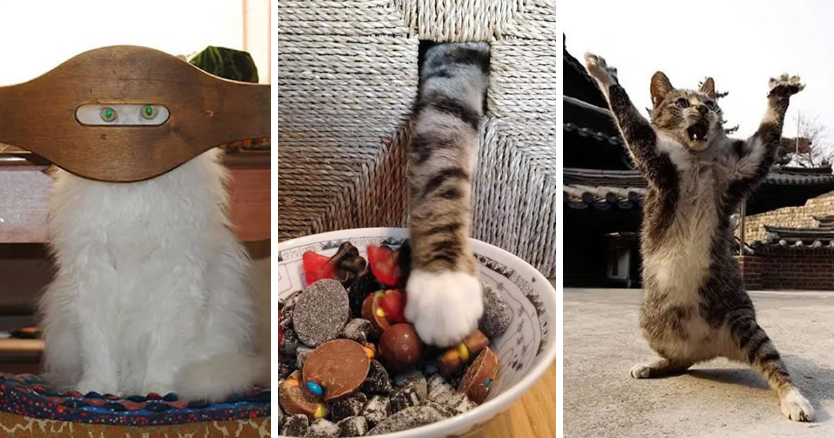 25 Photos That Show How Cats Are Masterful Ninjas