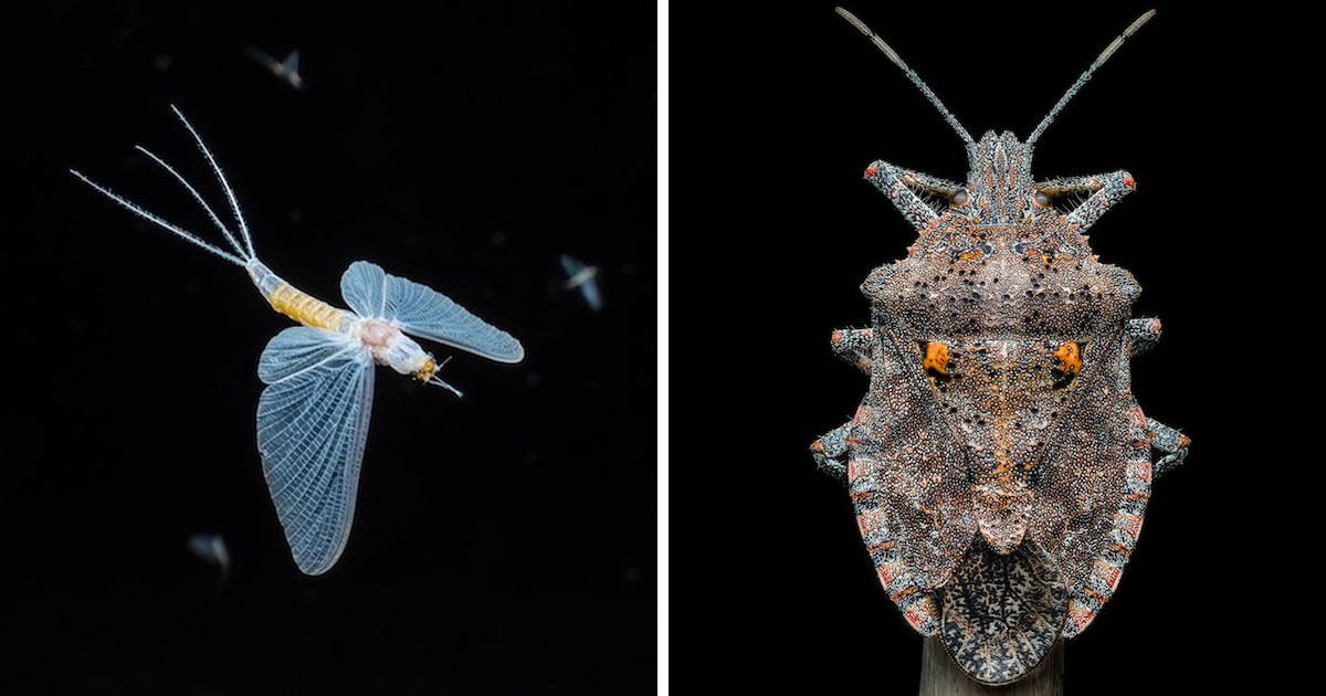 30 Stunning Winning Photos Of The Close-Up Photographer Of The Year ...