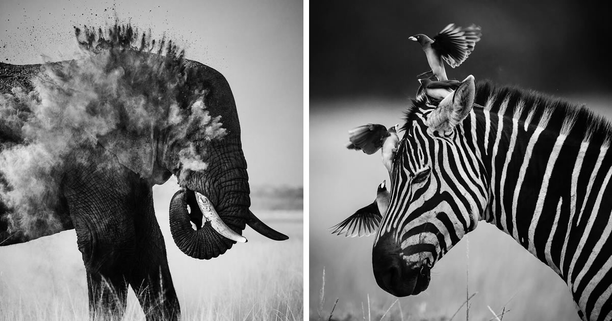 Wildlife Photographer Laurent Baheux Captured Stunning Black & White ... Wildlife Photographer Laurent Baheux Captured Stunning Black & White ...