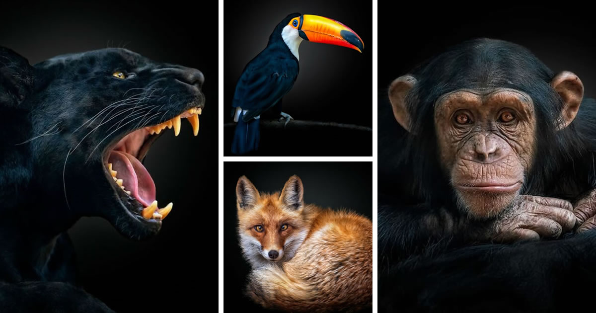 Photographer Pedro Jarque Krebs Captured Outstanding Close-Up Portraits ...