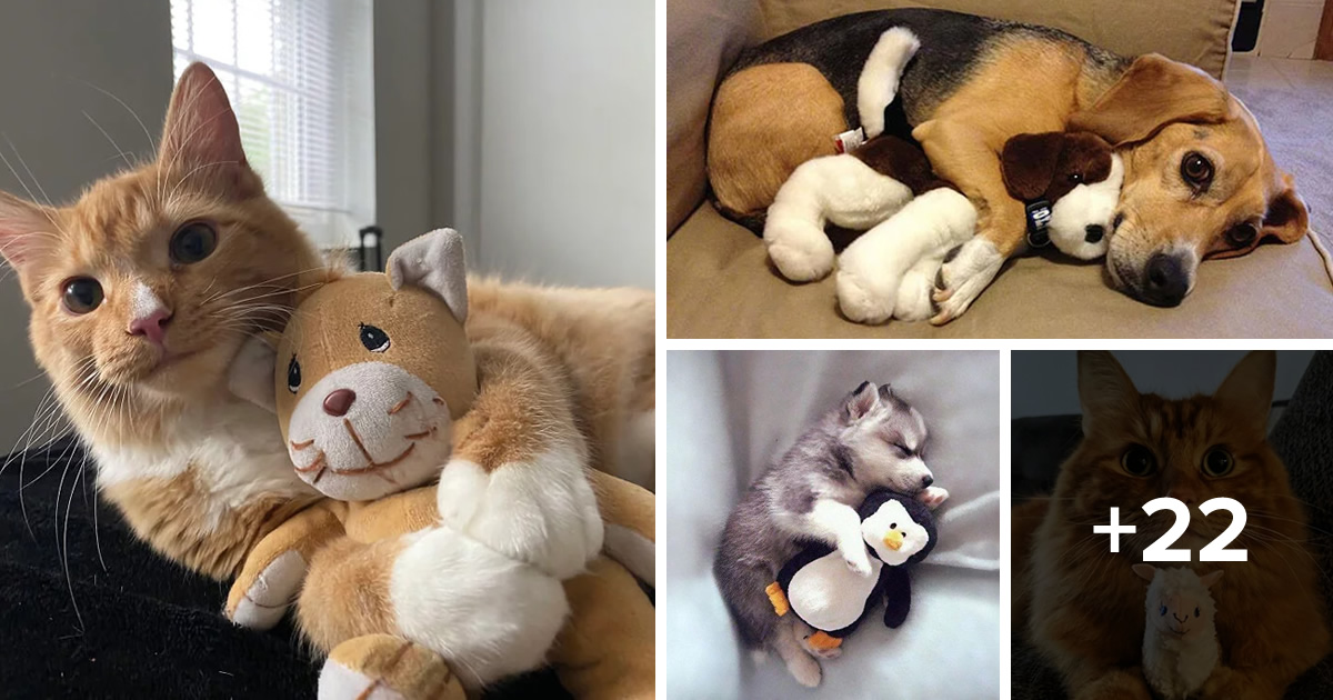 25 Adorable & Cute Animals Hugging Their Most Loved Toys