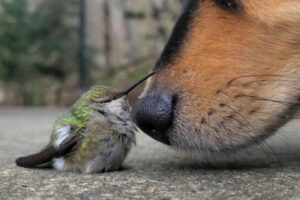 30 Beautiful Photos Of Adorable Animals Being Friends With Other Species