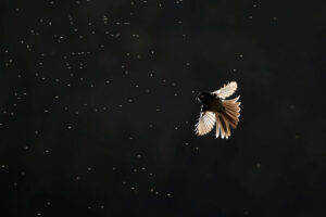 40 Beautiful Winning Photos Of The Birdlife Australia Photography ...