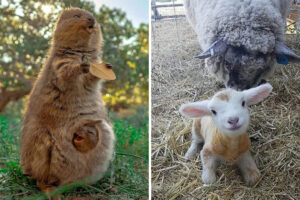 Cuteness Overload: 30 Adorable Animals People Couldn't Resist Photographing