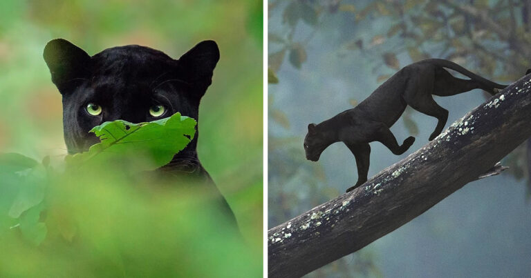 Wildlife Photographer Captures Stunning Photos Of A Rare Black Panther ...