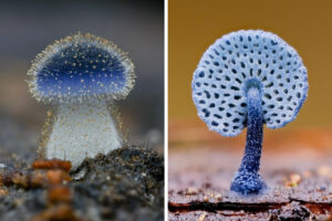 Photographer Eric Cho Captures Mesmerizing Macro Photos Of Fungi
