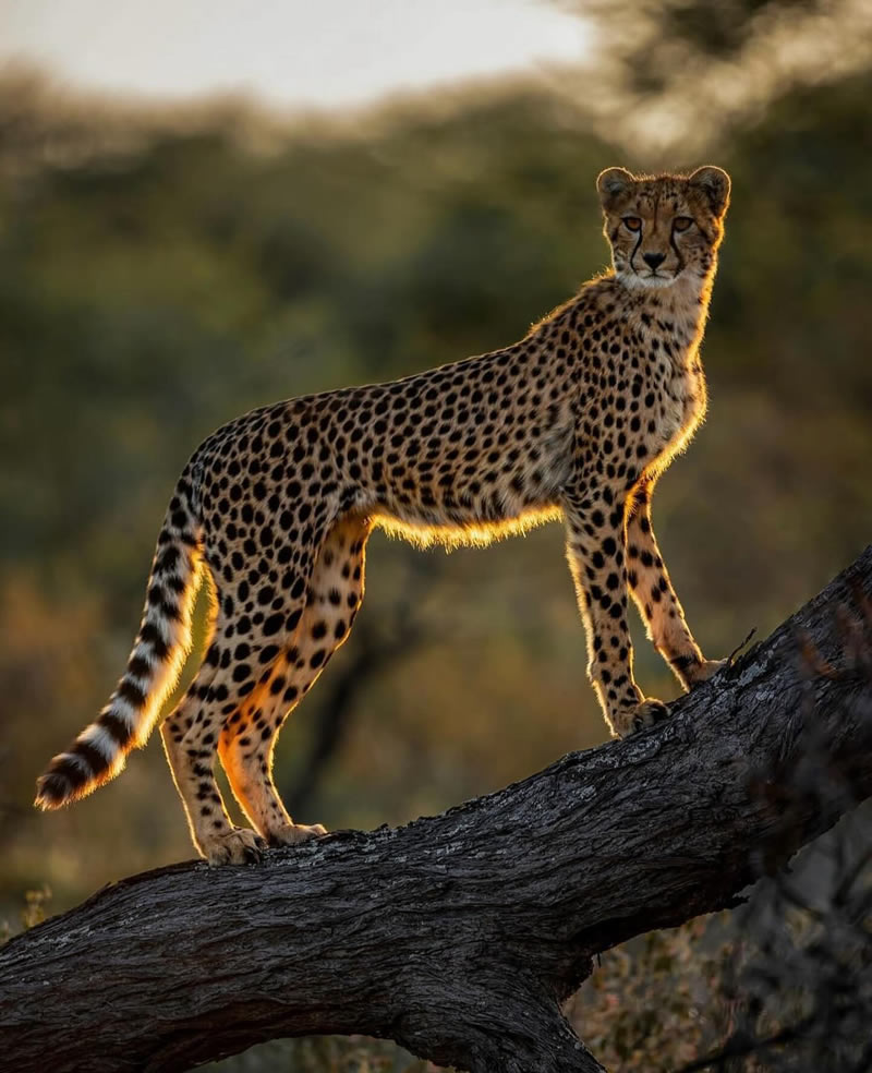 30 Incredible Photos That Showcase The Beauty Of South African Wildlife