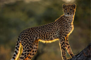 30 Incredible Photos That Showcase The Beauty Of South African Wildlife ...