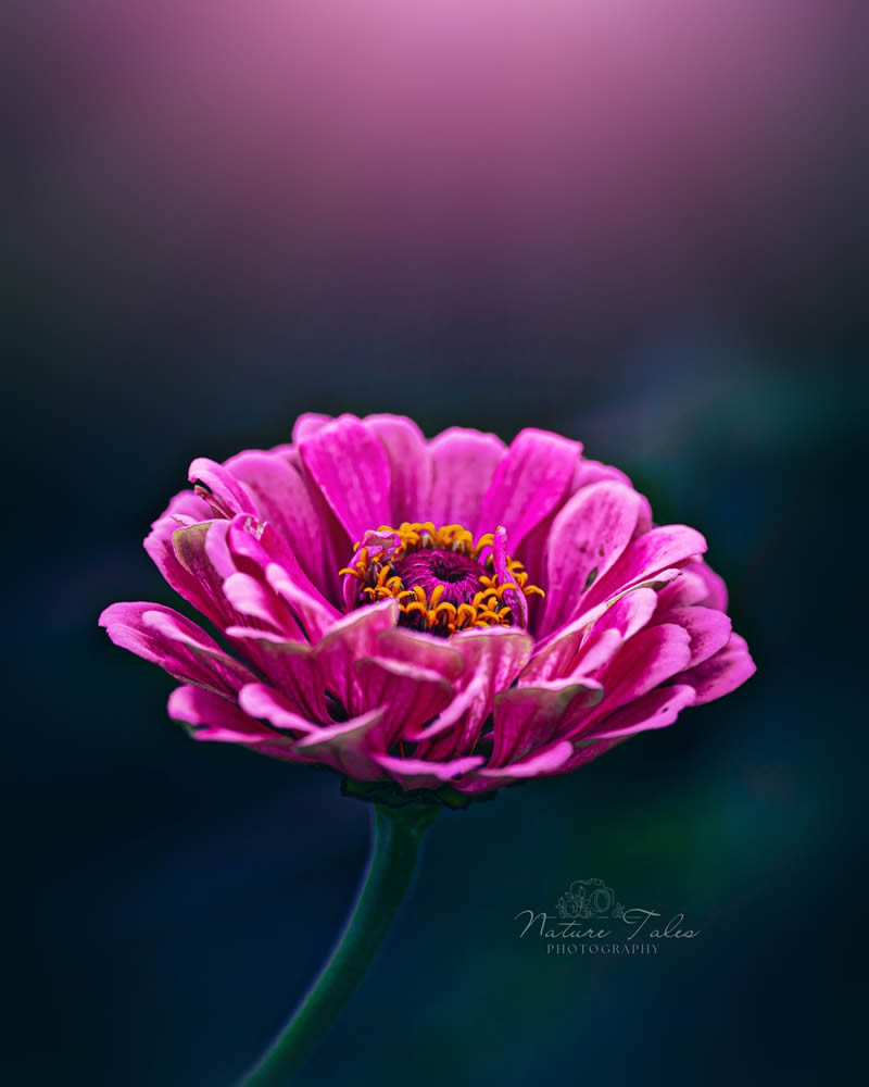 What Is Flower Photography What Is Flower Photography