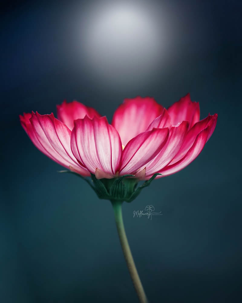 Blossoms In Focus Enchanting Macro Photos Of Flowers By Mel Blossoms In Focus Enchanting Macro Photos Of Flowers By Mel