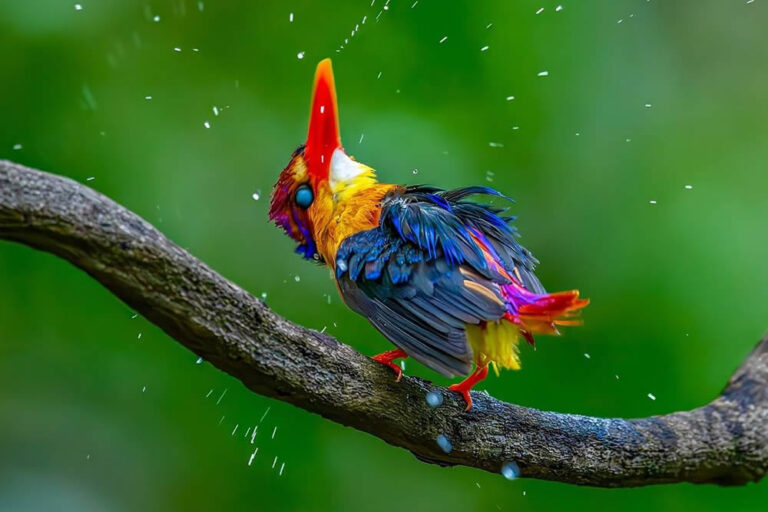 30 Stunning Bird Photos That Capture the Essence of Nature