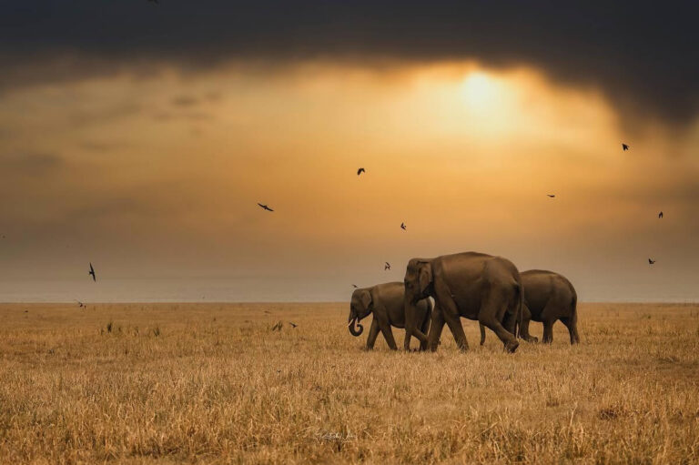 Indian Photographer Ratish Nair's Journey into Wildlife Photography and ...