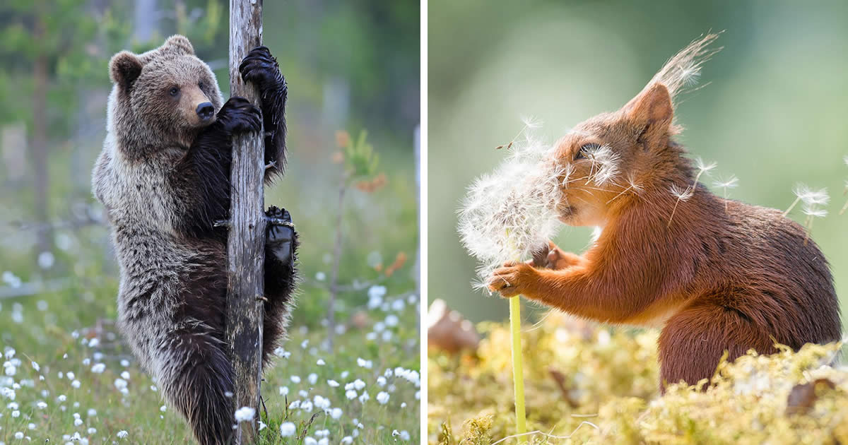 13 Remarkable Wildlife Winners from the 1839 Photographer of the Year ...
