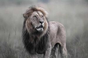 22 Breathtaking Wildlife Photos by Canadian Photographers That Ignites ...