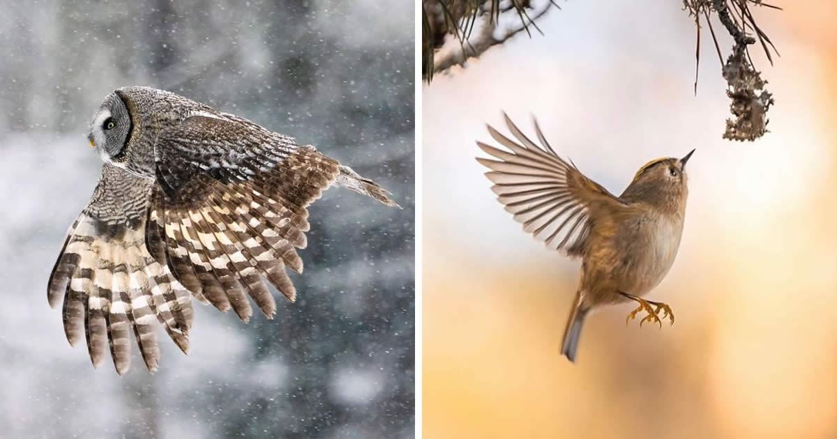 30 Stunning Bird Photos from Finland Capturing the Magic of Nature