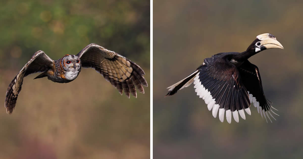 Indian Photographer Hari K Patibanda Captures the Beauty of Birds in ...