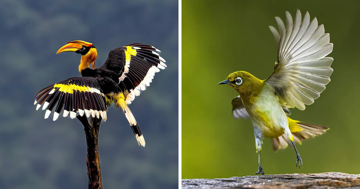 Nature Photographer Subhash Saraff Captures Magical Bird Photographs in ...