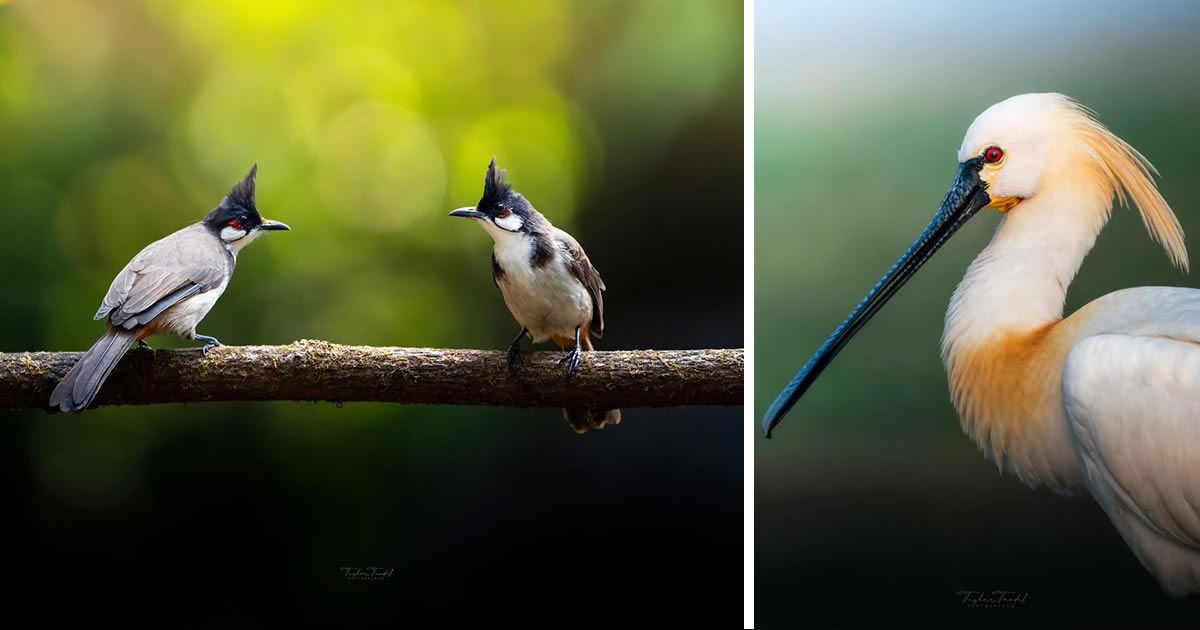 Nature Photographer Tushar Tandel Captures the Beauty of Birds in Their ...