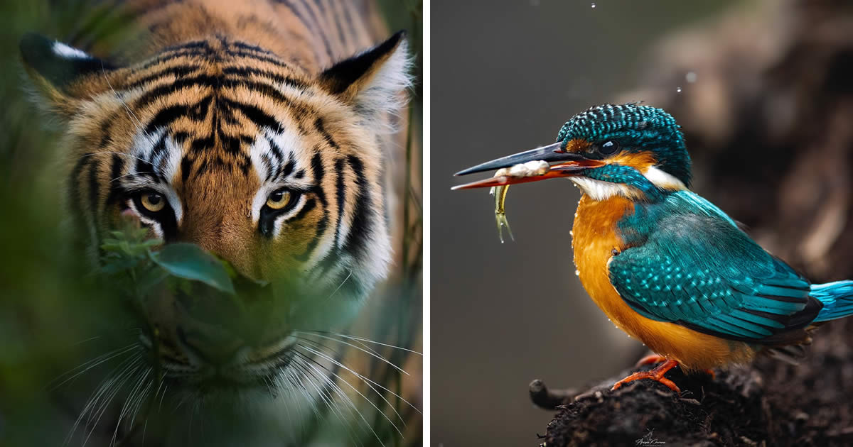 Indian Wildlife Photographer Aarzoo Khurana Captures Stunning Photos of ...