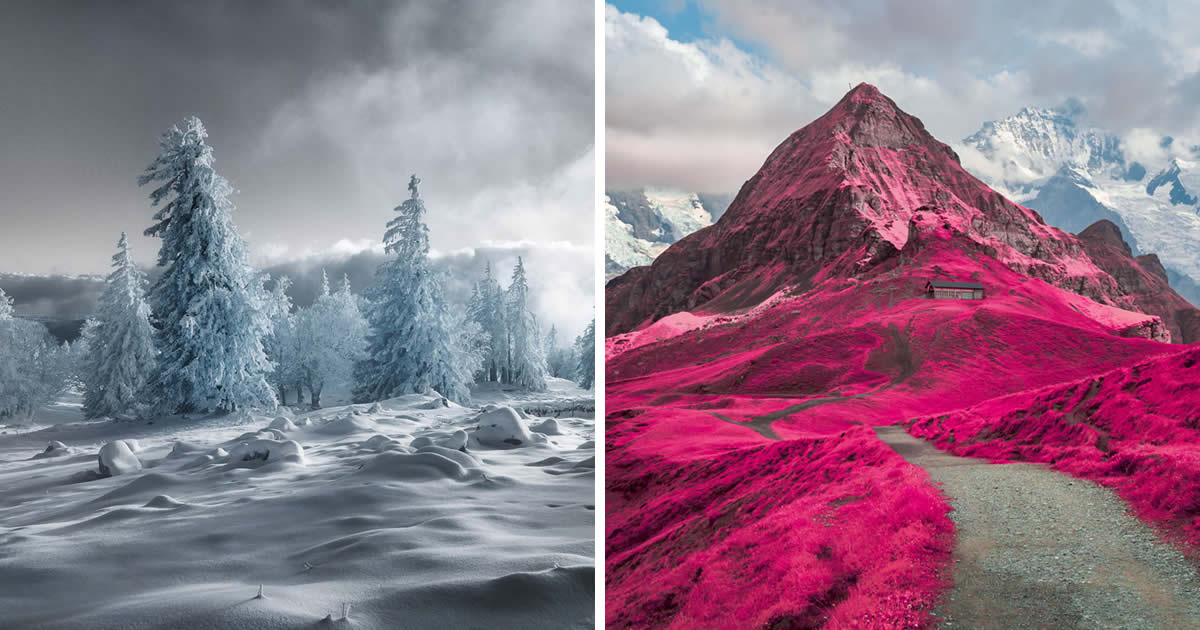 21 Remarkable Winning Photos from the 'Life in Another Light' Infrared ...