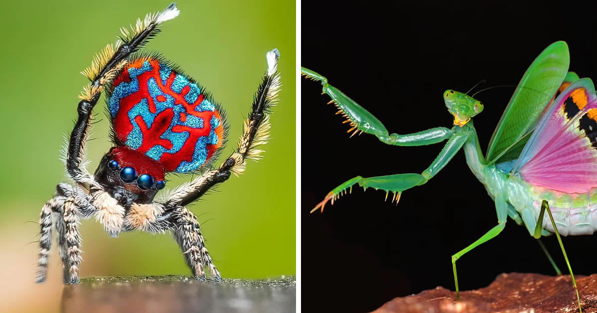 33 Mesmerizing Macro Photos of Insects That Show the Patience and ...
