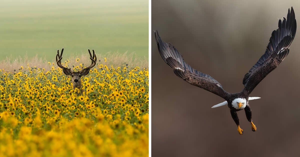 Award-Winning Canadian Photographer Alan Poelman Captures Artistic ...