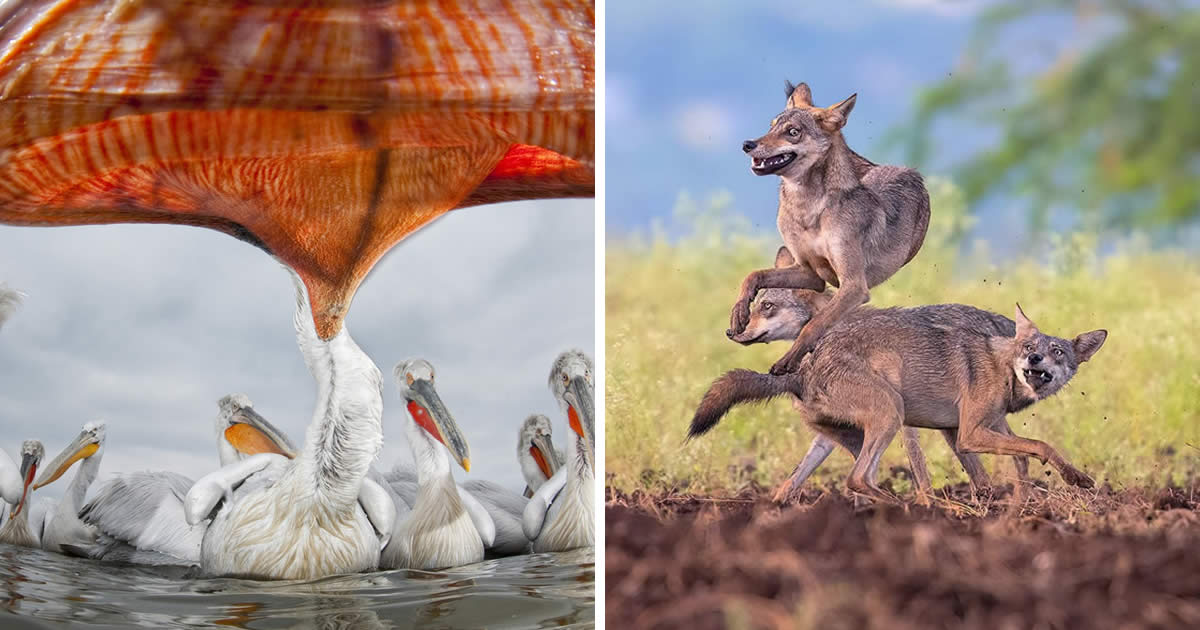 30 Breathtaking Award-Winning Wildlife Photos to Spark Your Creativity