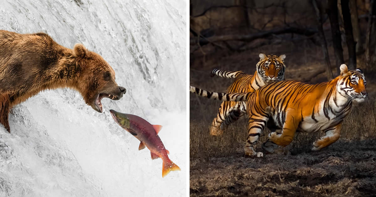 14 Outstanding Wildlife Winners from the 1839 Photographer of the Year ...
