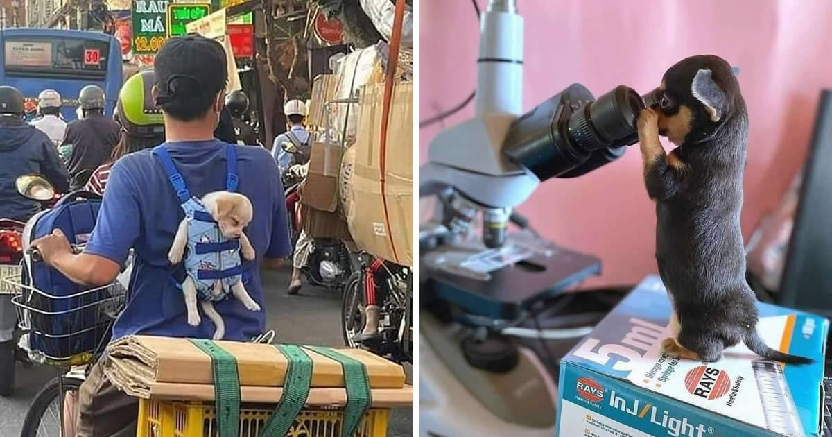 30 Adorable Photos of Animals Showing Up in the Most Unexpected Places