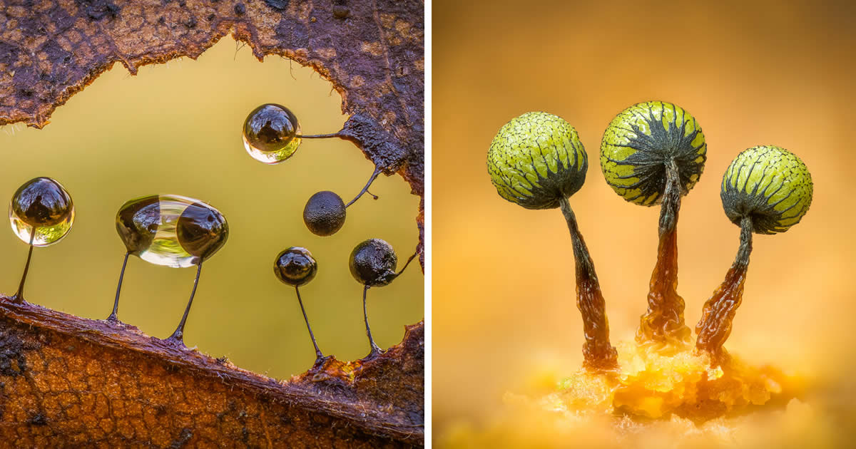 Extreme Close-Ups: Capturing the Hidden Beauty of Fungi Through Macro ...