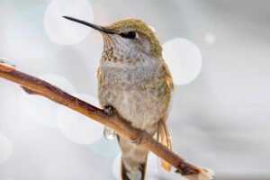 Award-Winning Photographer Jared VanderMeer Captures Enchanting Bird ...