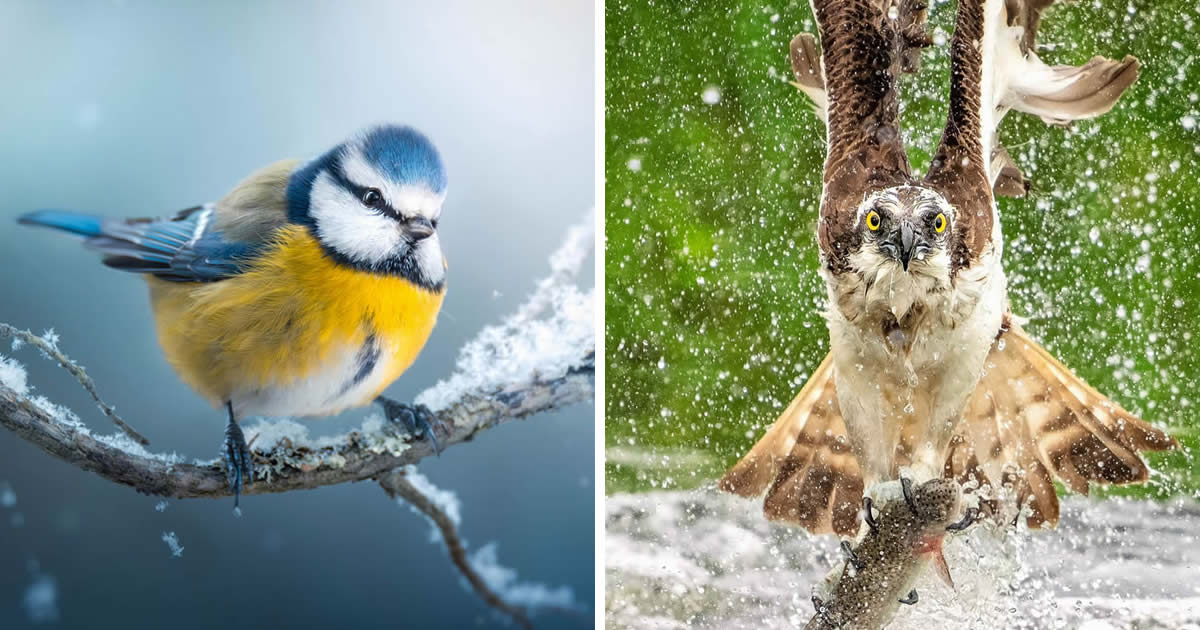 Award-Winning Finnish Photographers Capture Stunning Bird Photos That ...