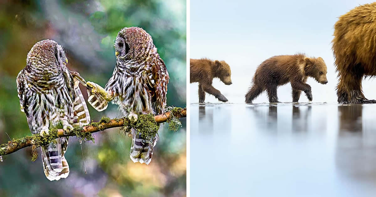 14 Remarkable Winners from the National Wildlife Photo Contest