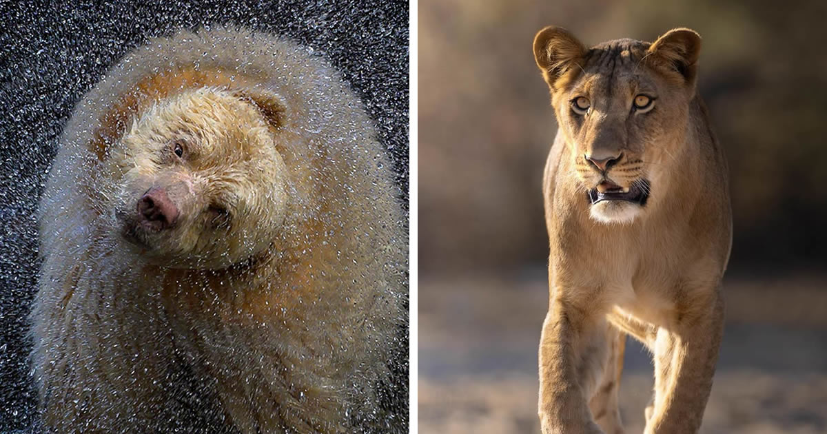 22 Striking Wildlife Photos That Will Leave You in Awe of Nature